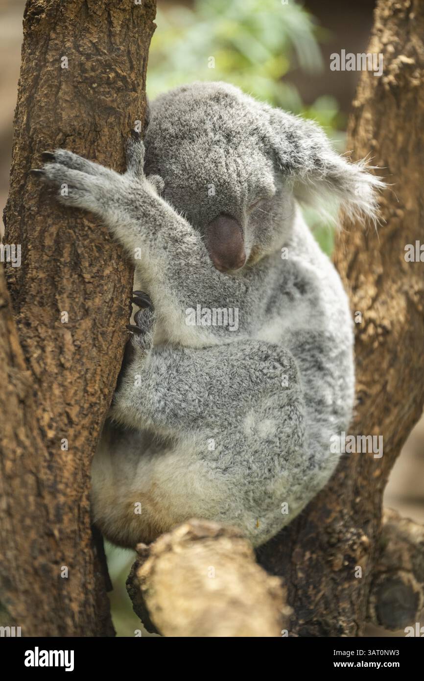 Koala (Phascolarctos cinereus) sitting on a tree, captive, distribution ...