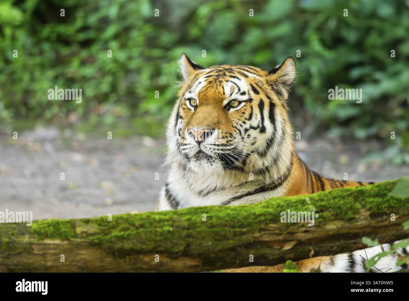 Siberian tiger (Panthera tigris altaica), lying lying behind an old ...