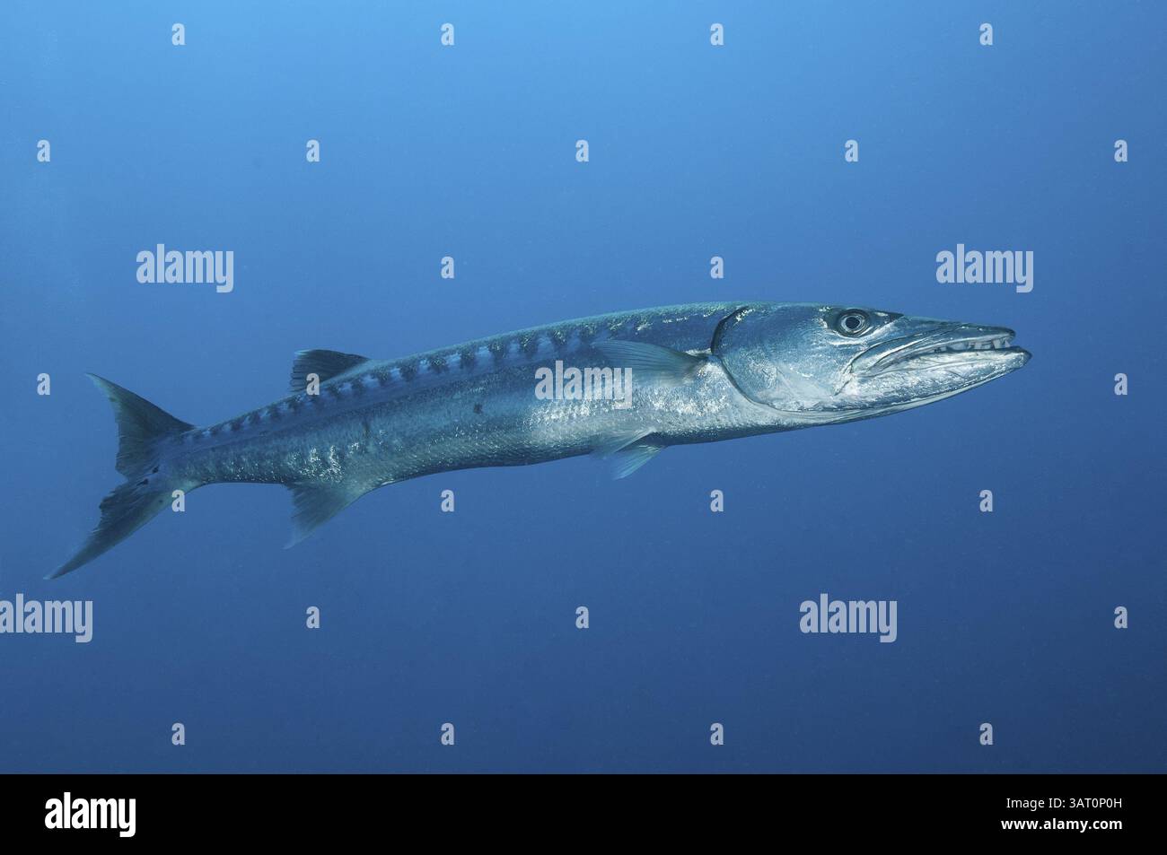 Underwater photo of Great barracuda (Sphyraena barracuda) swimming through open sea blue water ...