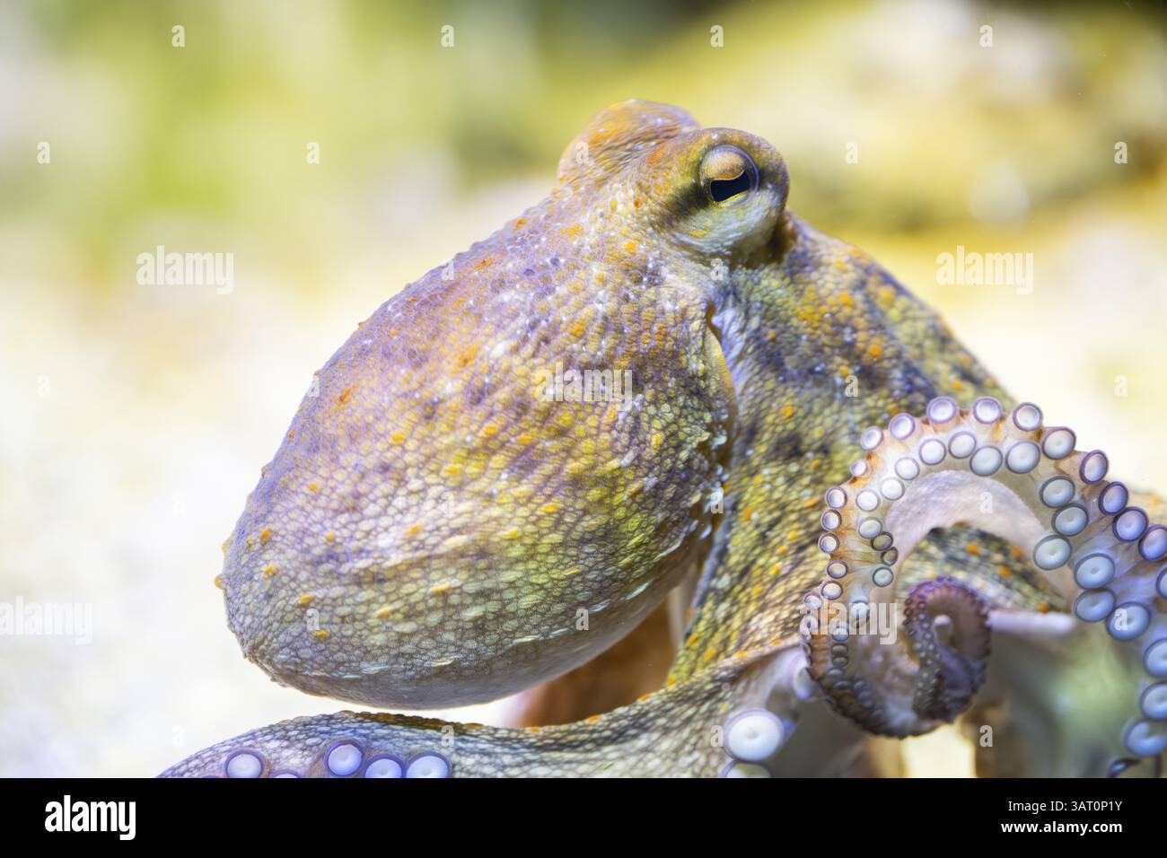 Common octopus (Octopus vulgaris) swimming under water, captive ...
