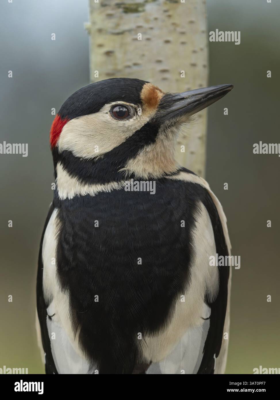 Male great spotted woodpecker (Dendrocopos major), dorsal view with ...