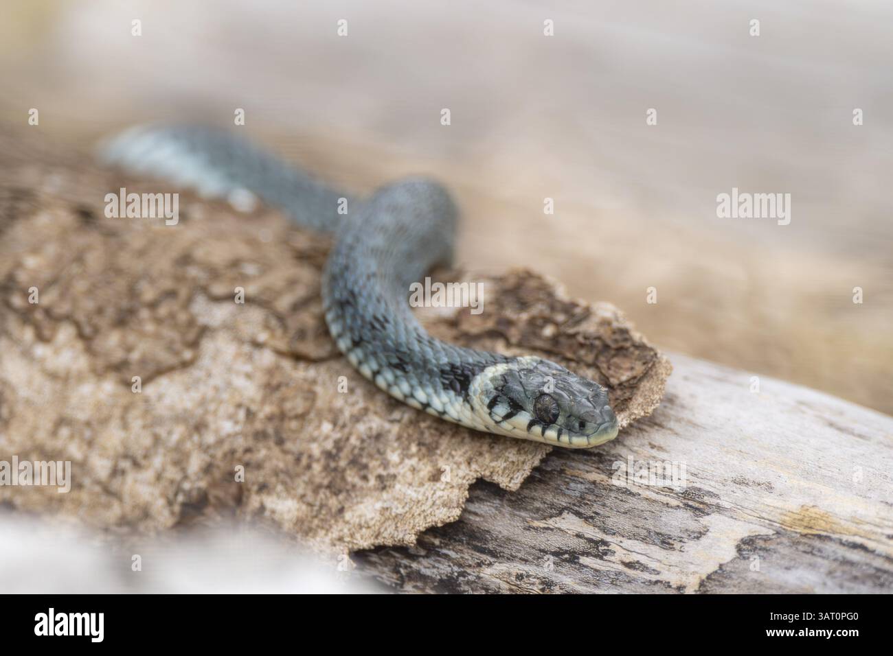 Grass snake (Natrix natrix), captive, Germany, Europe Stock Photo - Alamy