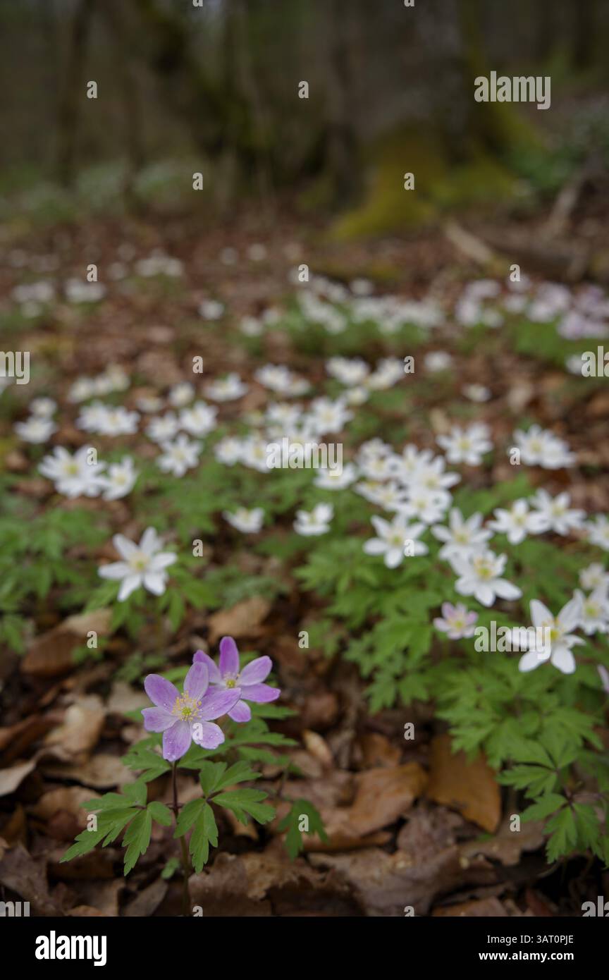 Pink and white flowering wood anemone (Anemone nemorosa), spring, April ...