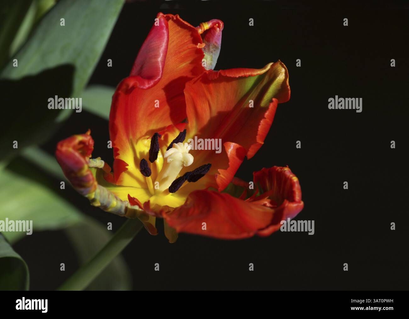 Blooms in shades of red hi-res stock photography and images - Alamy