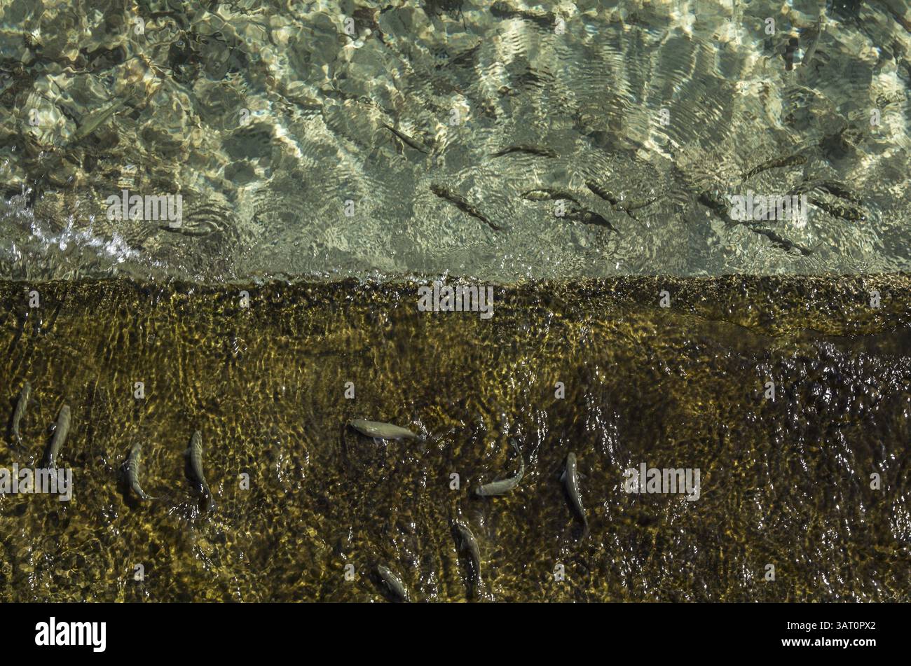 Small fish in the water Stock Photo - Alamy