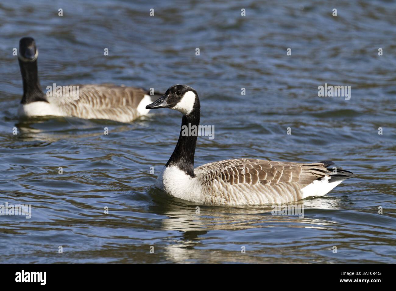Birds in wildlife branta hi-res stock photography and images - Alamy