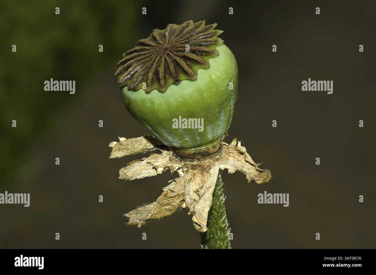 Poppy seed capsule Stock Photo - Alamy