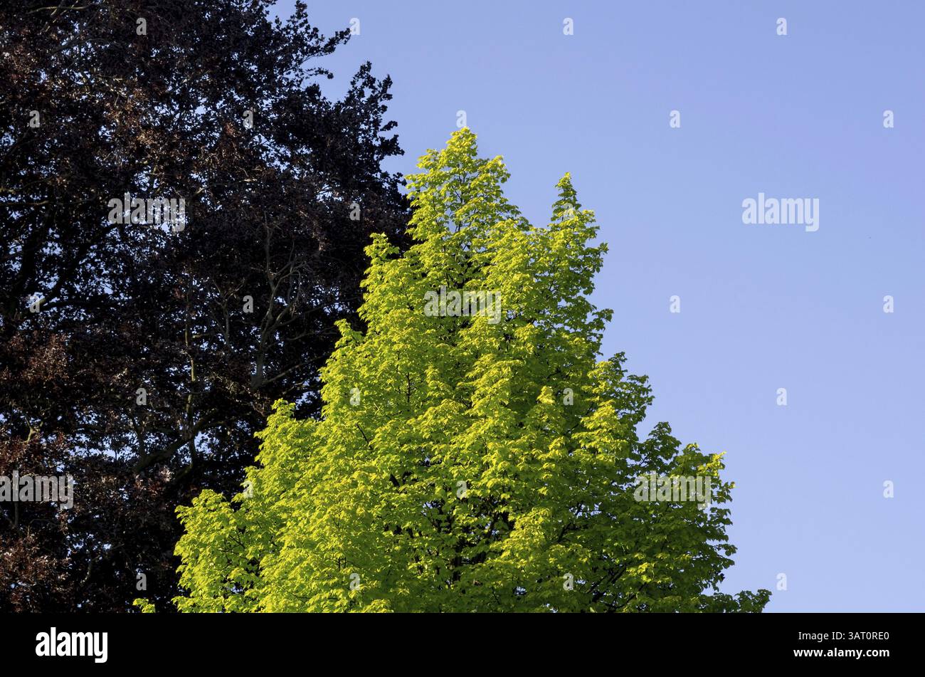 Red and green tree Stock Photo - Alamy