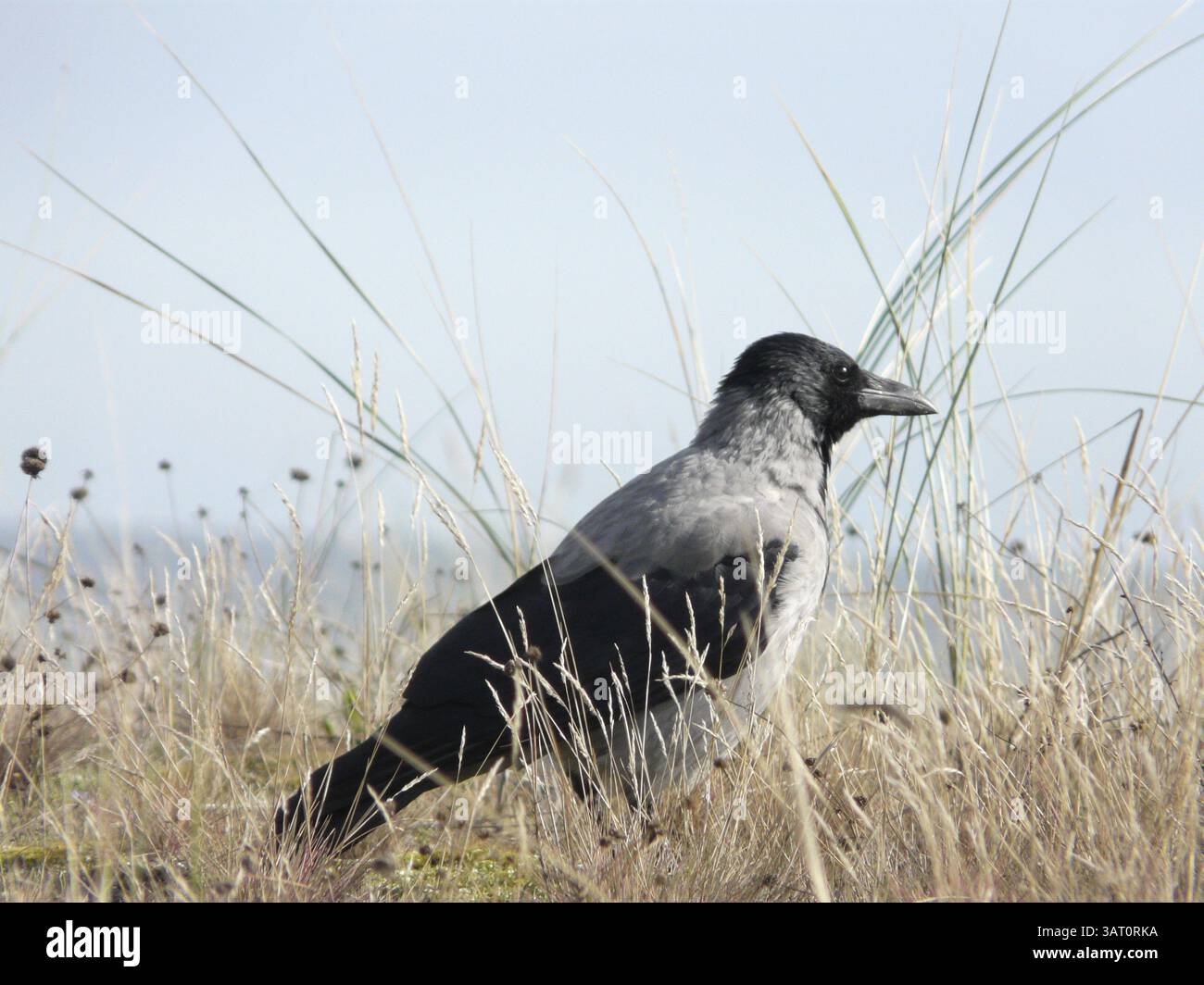 Hooded Crows in the Vorpommersche Boddenlandschaft National Park ...