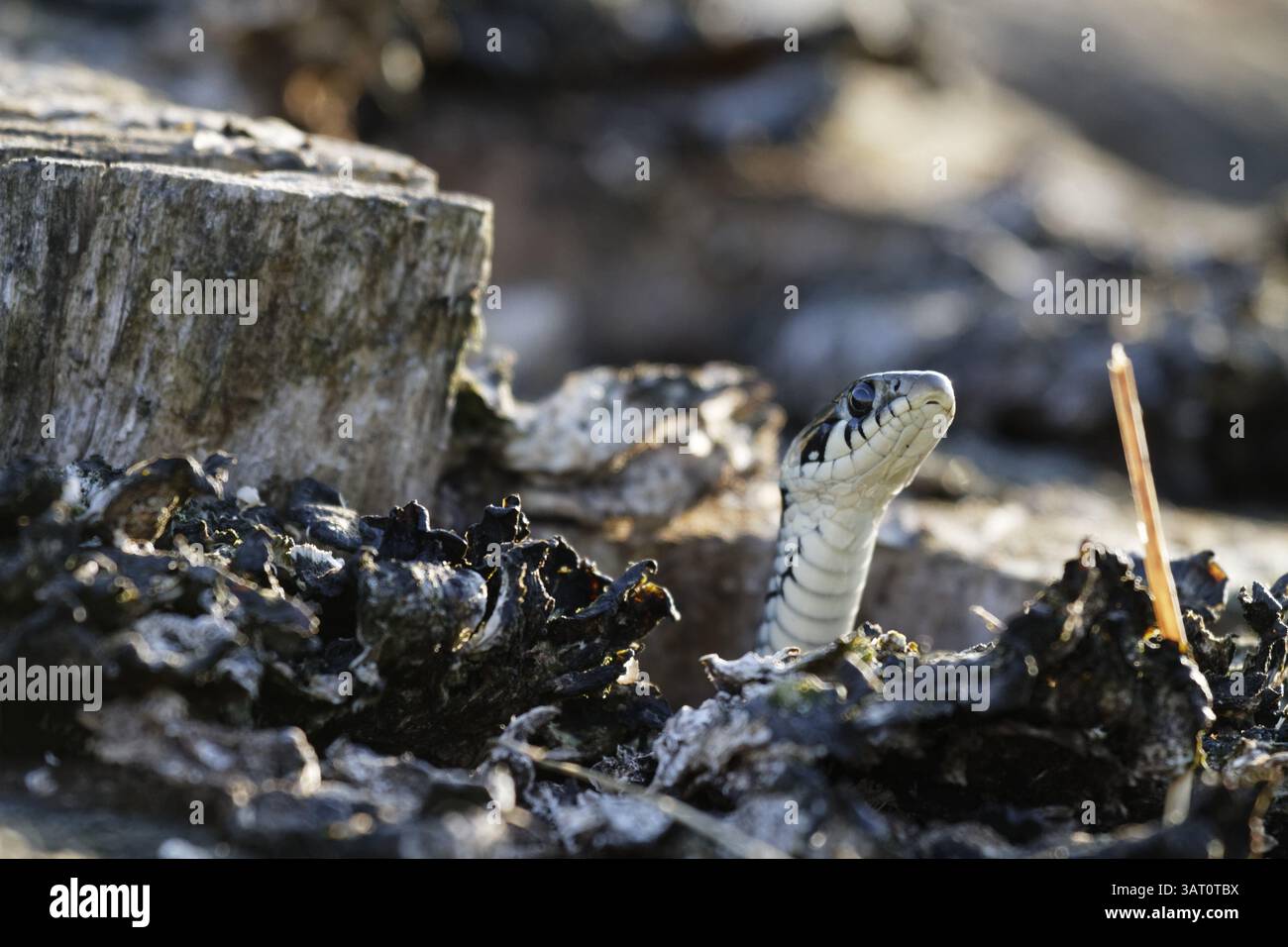Grass snake, Natrix natrix Stock Photo - Alamy