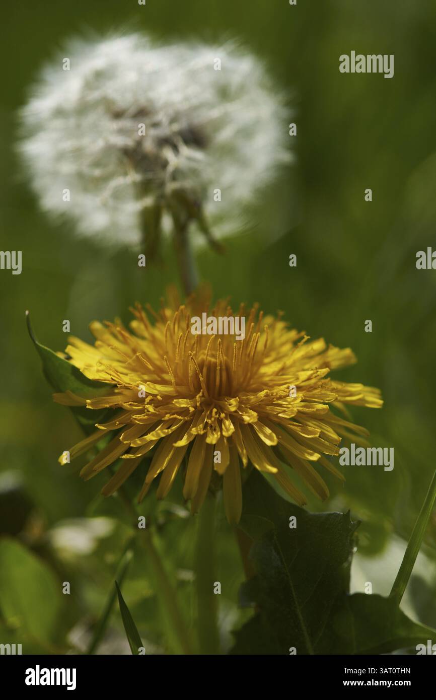 Dandelion, common dandelion, Taraxacum officinale Stock Photo - Alamy