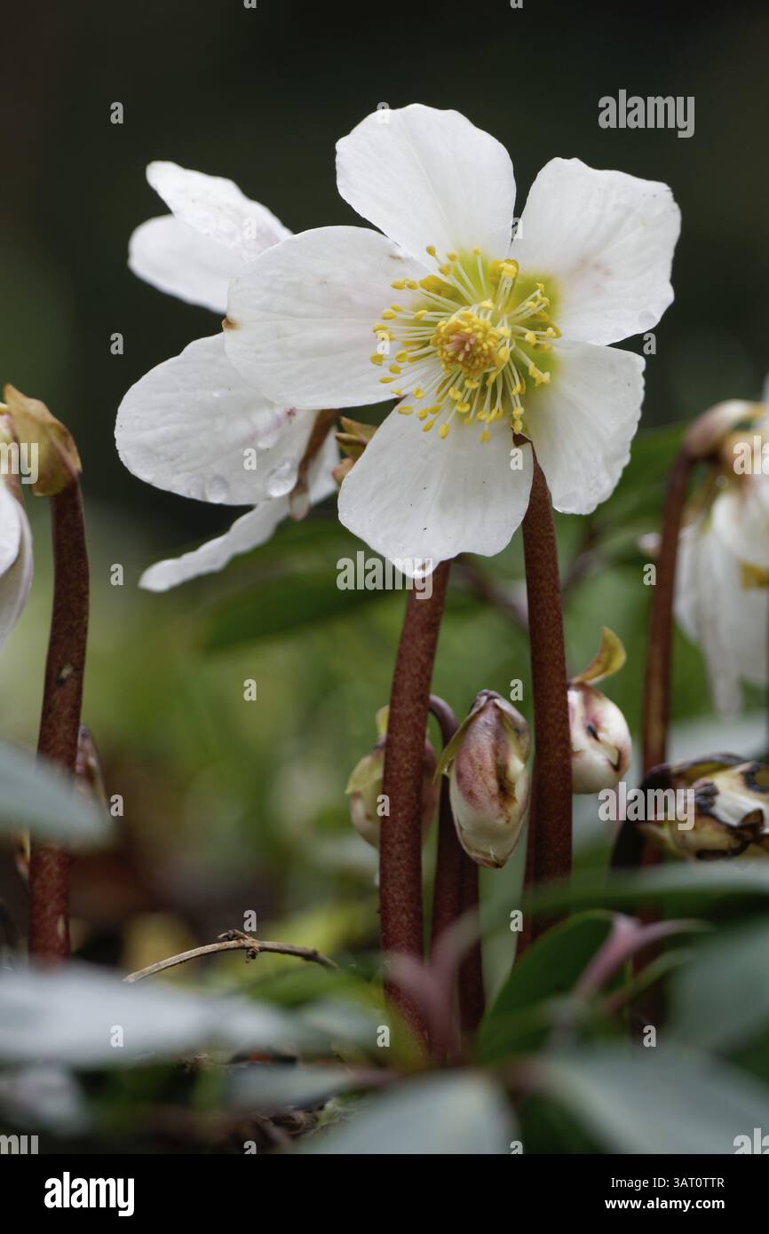 Christmas rose, Helleborus niger, hellebore, snow rose Stock Photo - Alamy