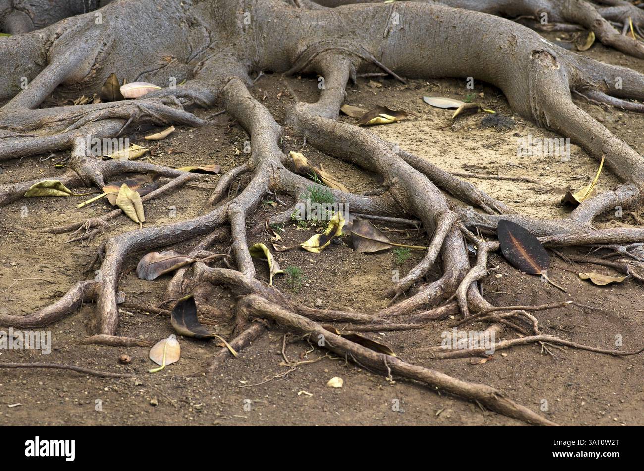 Rootstock shoots hi-res stock photography and images - Alamy