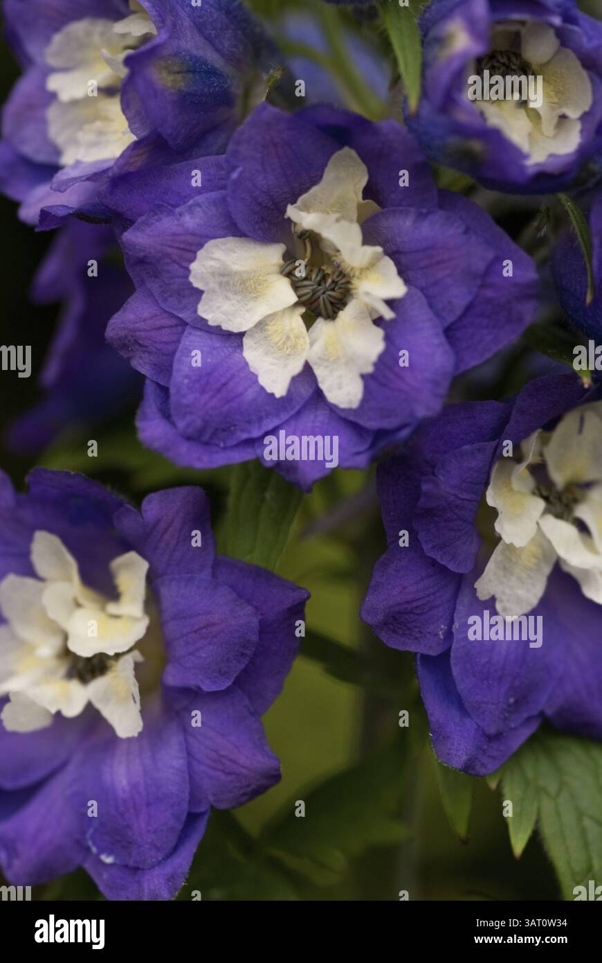 Hybride delphinium hi-res stock photography and images - Alamy