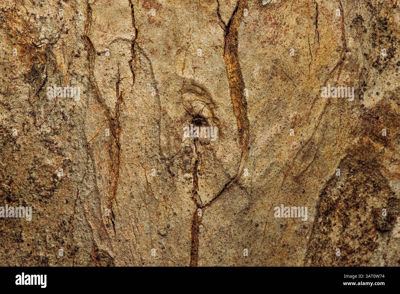 The Giant Water Gum refers to Syzygium francisii, a medium to large ...