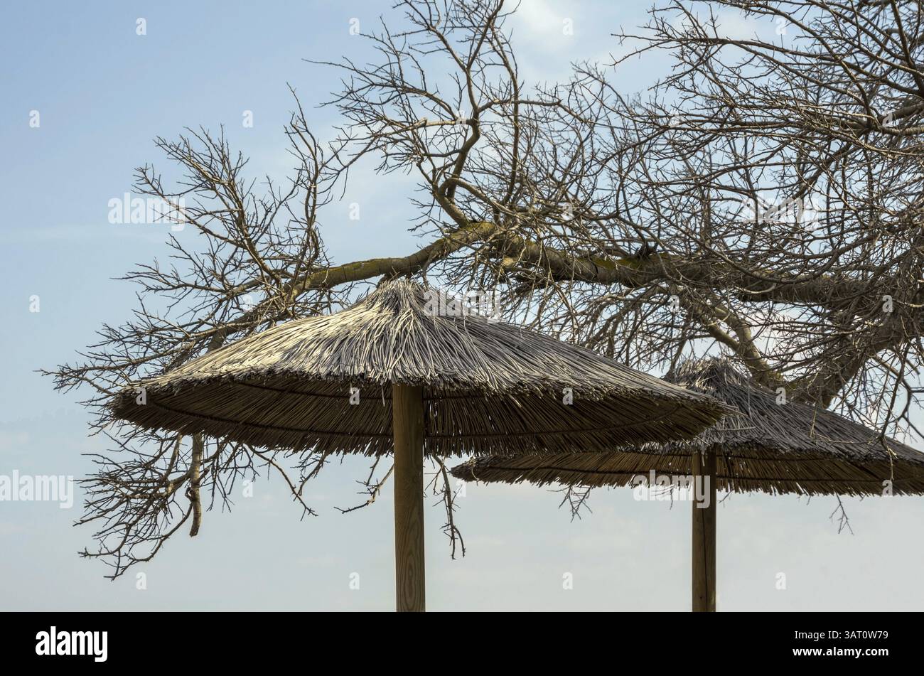 Straw umbrellas on the beach Stock Photo - Alamy