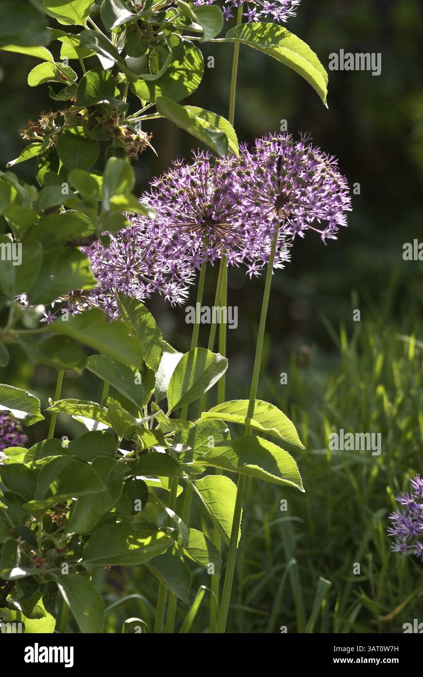 Ornamental leek, Allium, Purple Sensation Stock Photo - Alamy
