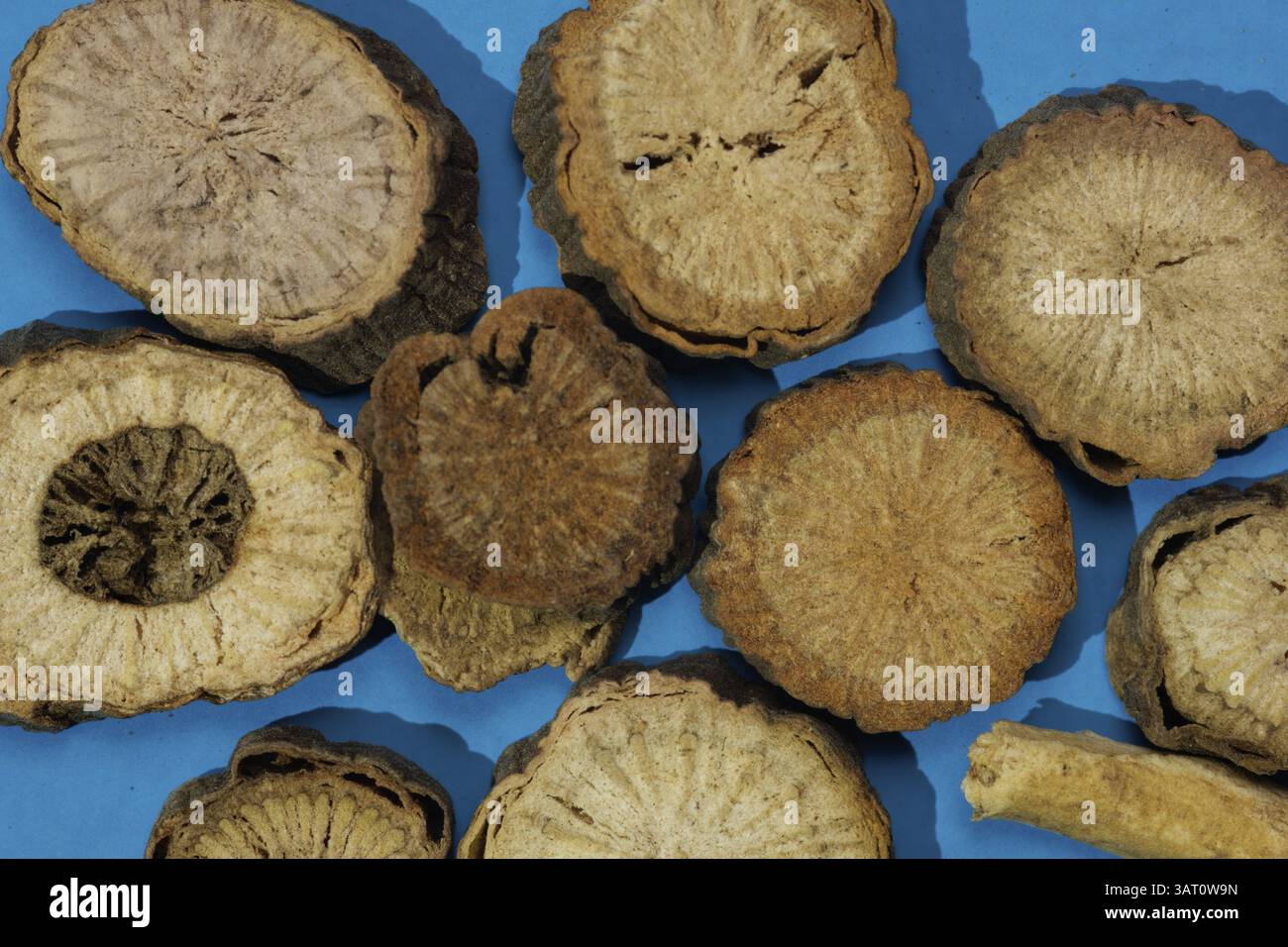 Paeonia rubrae radix, red peony root, Chishaoyao Stock Photo - Alamy