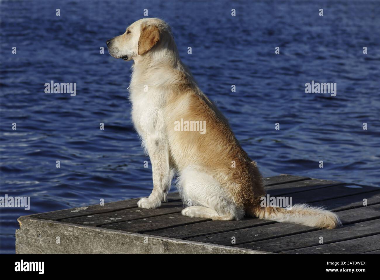 Dog waiting on a jetty Stock Photo - Alamy