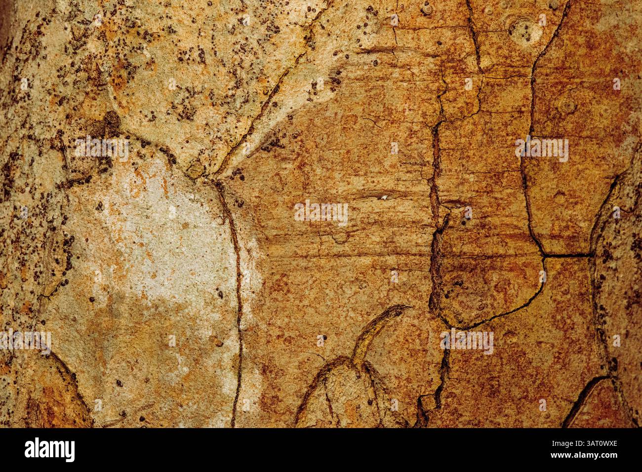 Giant water gum tree hi-res stock photography and images - Alamy