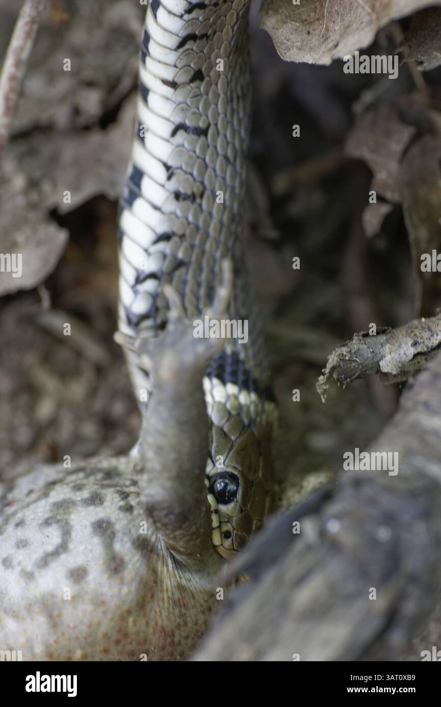 Natrix natrix, grass snake with prey Stock Photo - Alamy