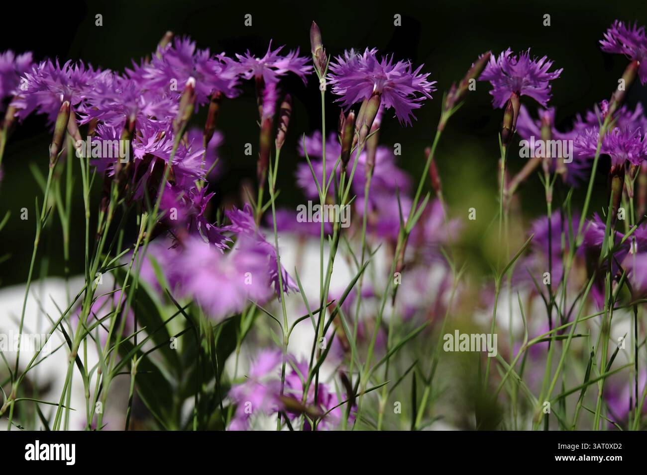 Family carnation plants caryophyllaceae hi-res stock photography and ...