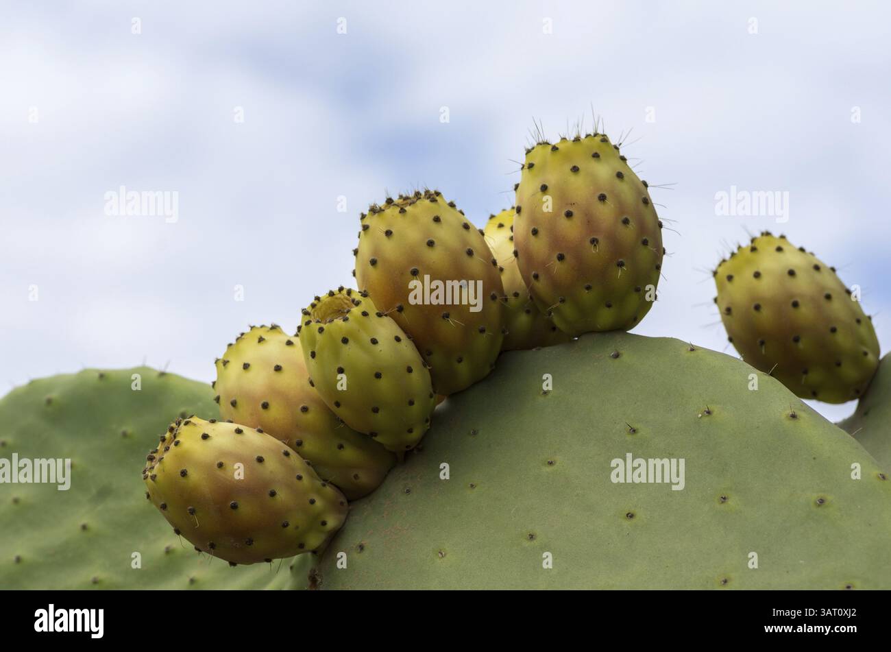 Open orchid cactus hi-res stock photography and images - Alamy