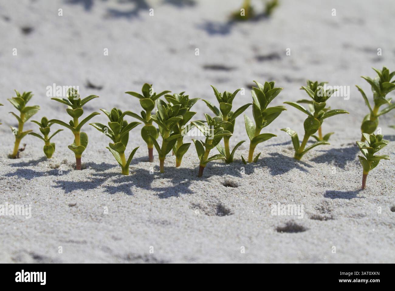 Saltwort plants hi-res stock photography and images - Alamy