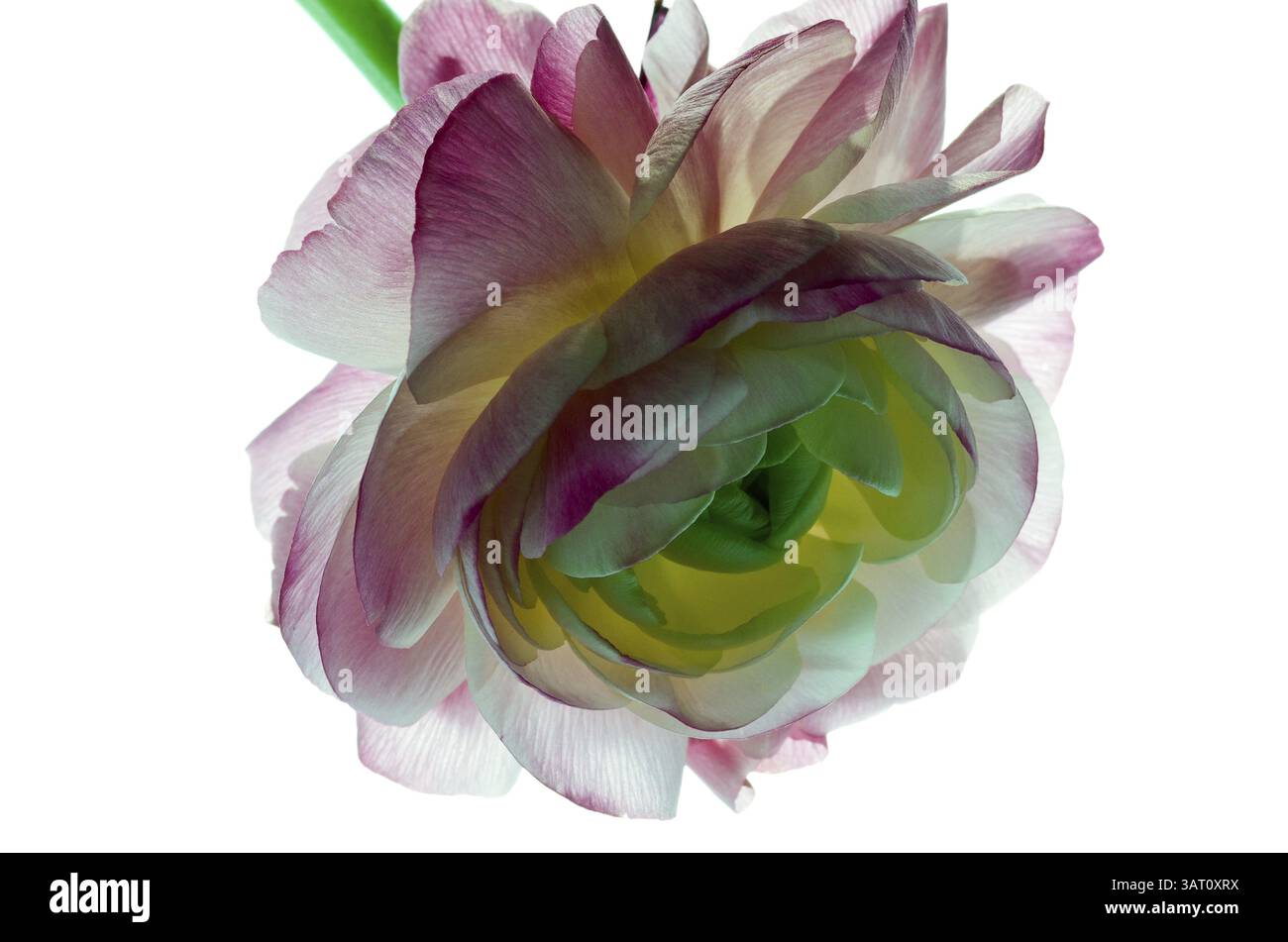 Ornamental blossom Cut Out Stock Images & Pictures - Alamy