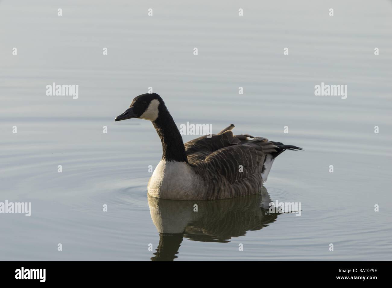 Canada goose, Branta canadensis Stock Photo - Alamy