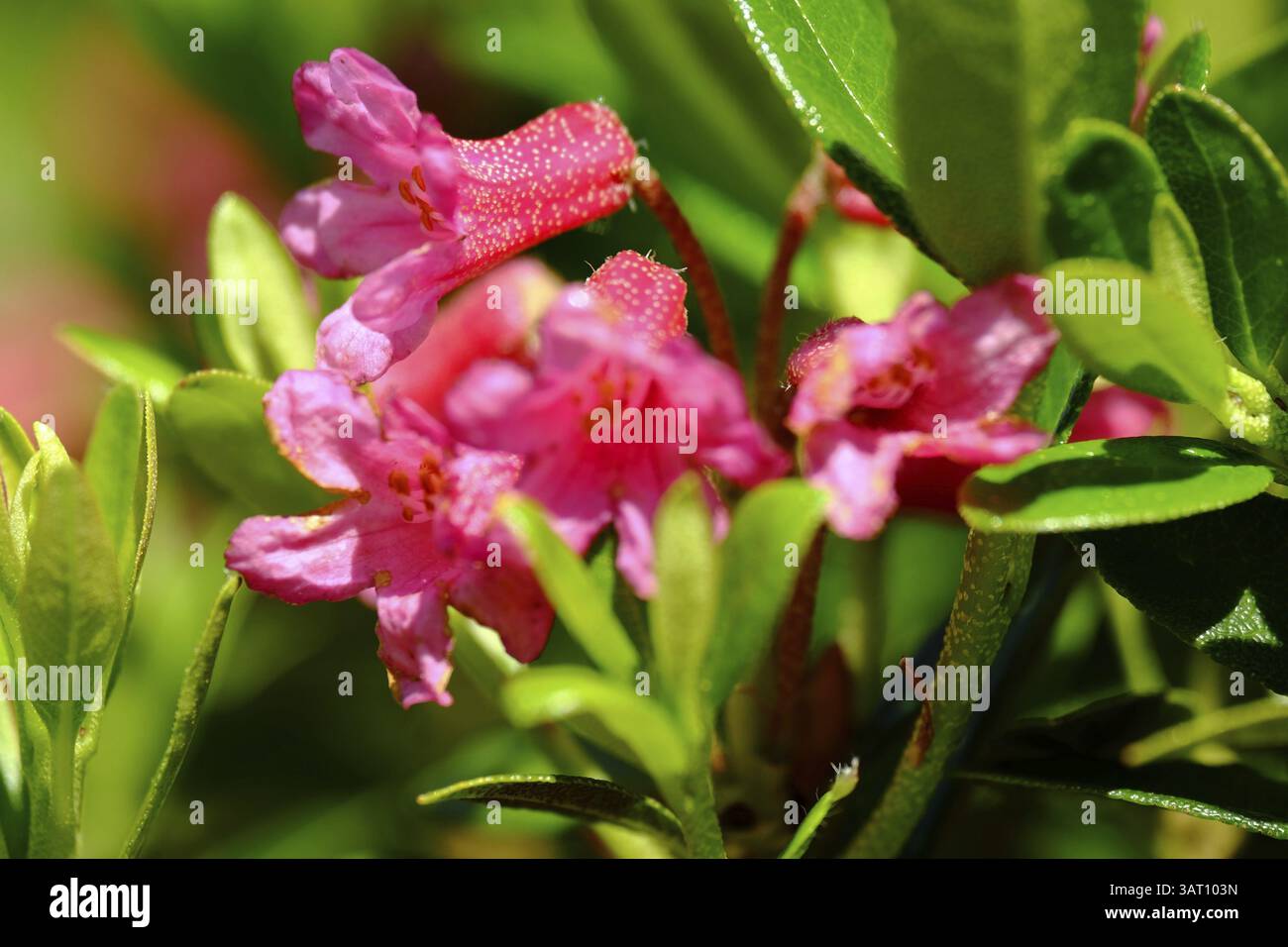 Alpenrose snow rose rhododendron hi-res stock photography and images ...
