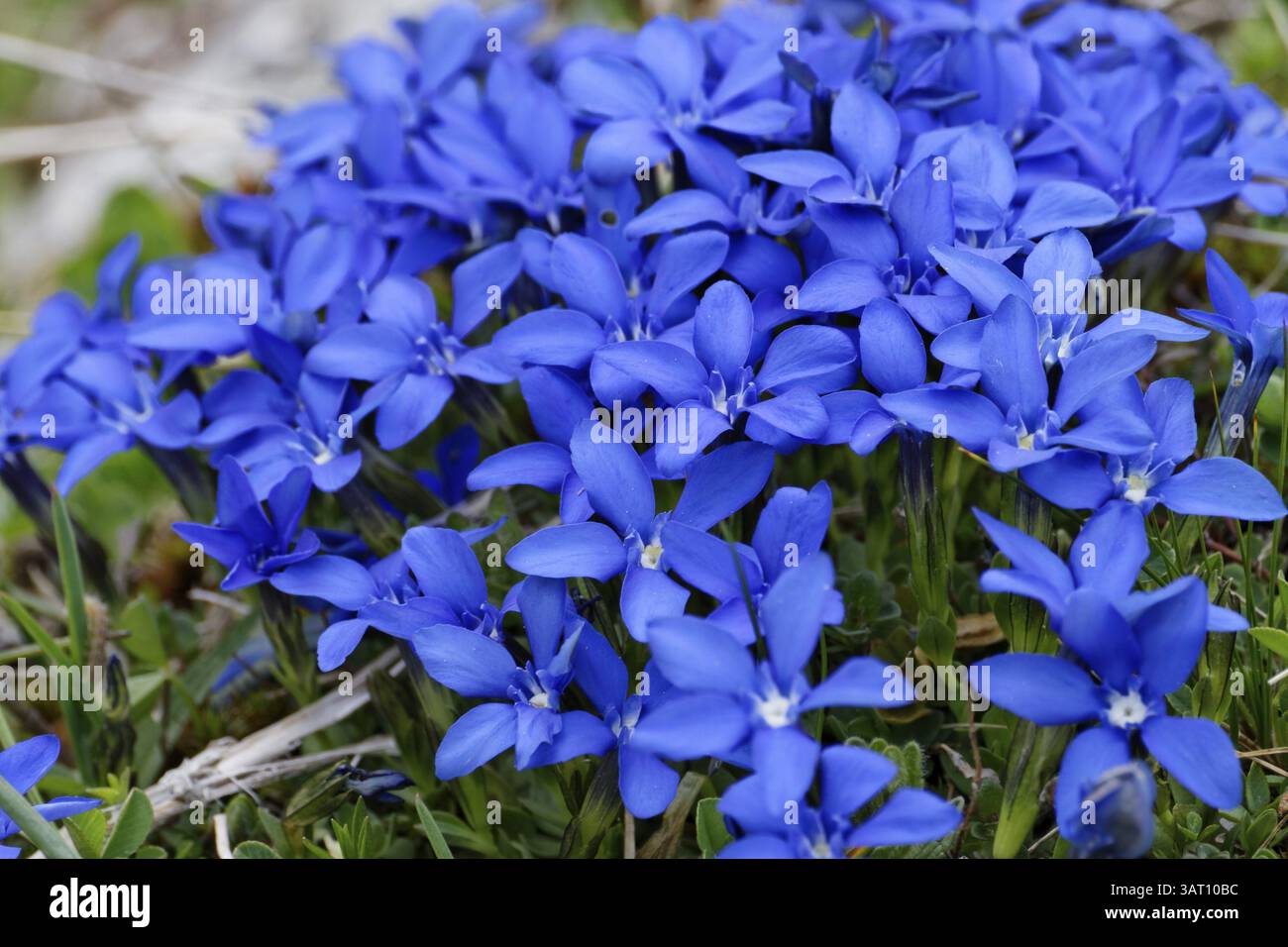 Spring gentian, Gentiana verna Stock Photo - Alamy