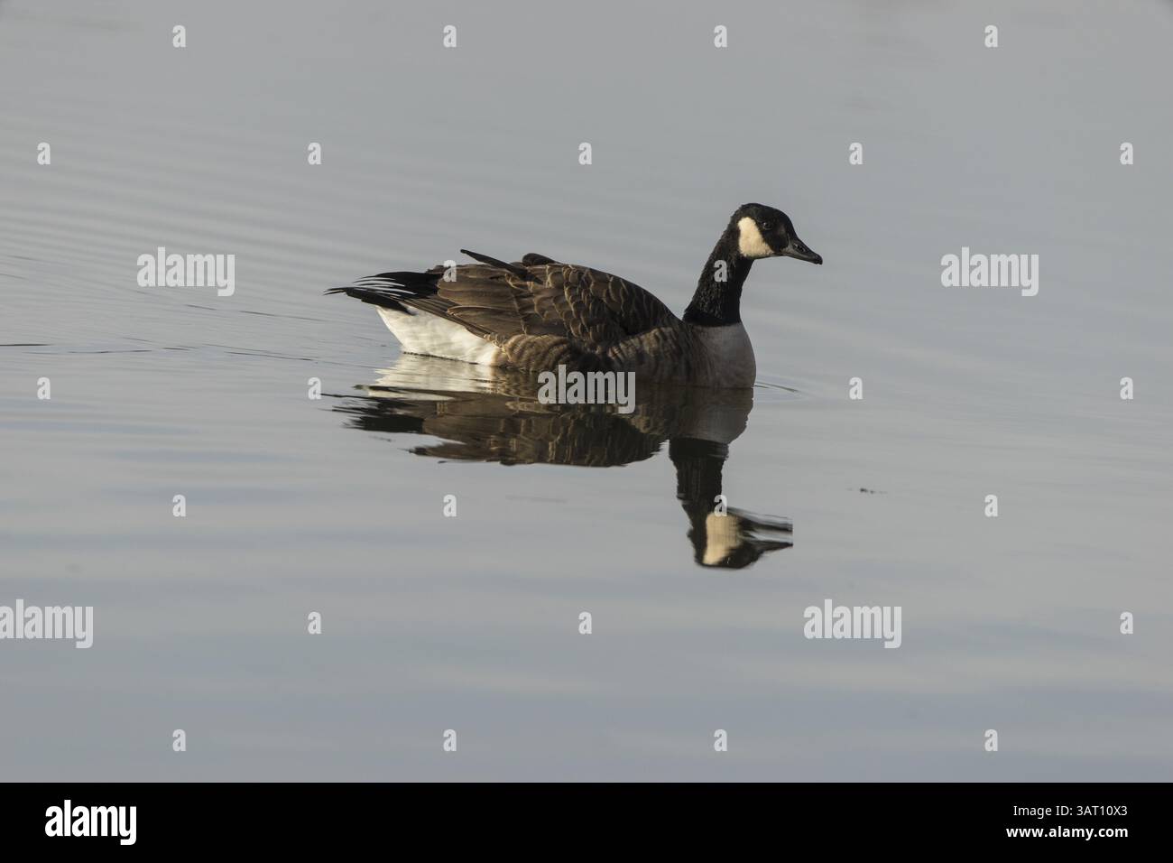 Canada goose, Branta canadensis Stock Photo - Alamy