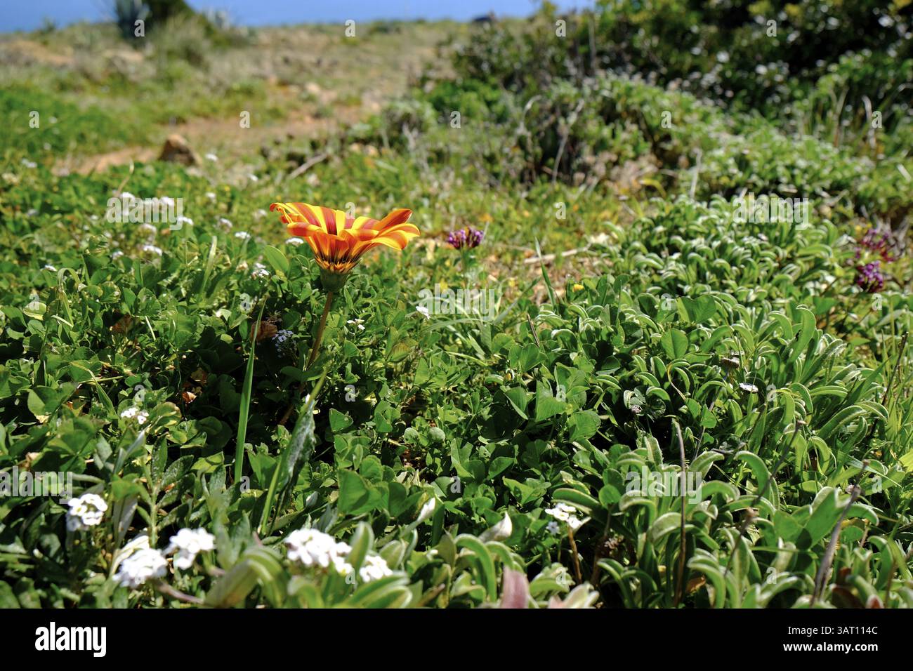Beach vegetation on the Atlantic, Algarve, Portugal, Europe Stock Photo ...