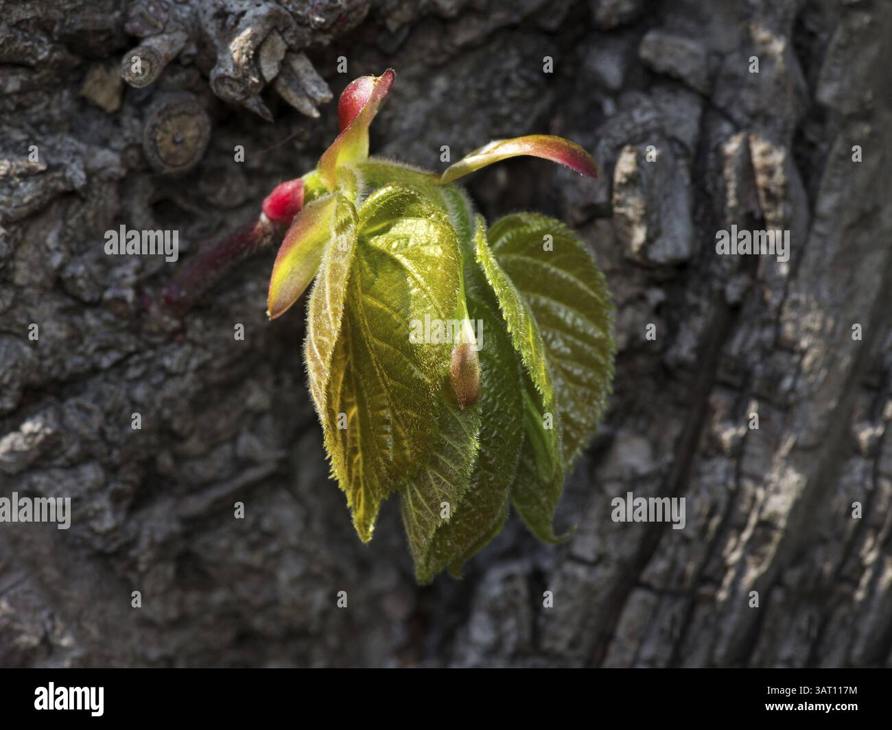Sprouted green sprouts hi-res stock photography and images - Alamy