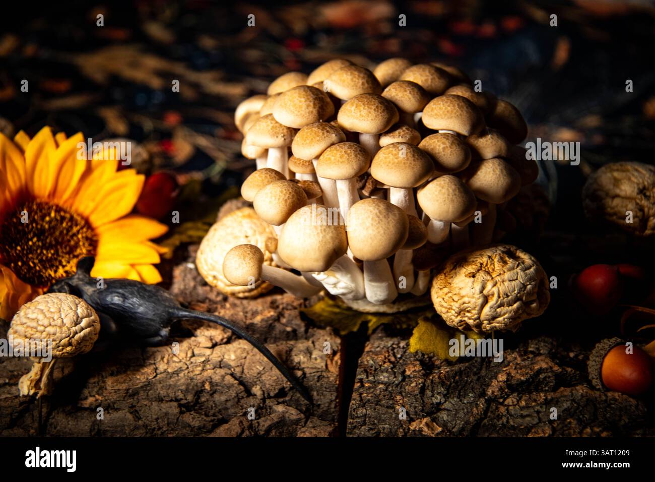 Mushroom flower hi-res stock photography and images - Alamy