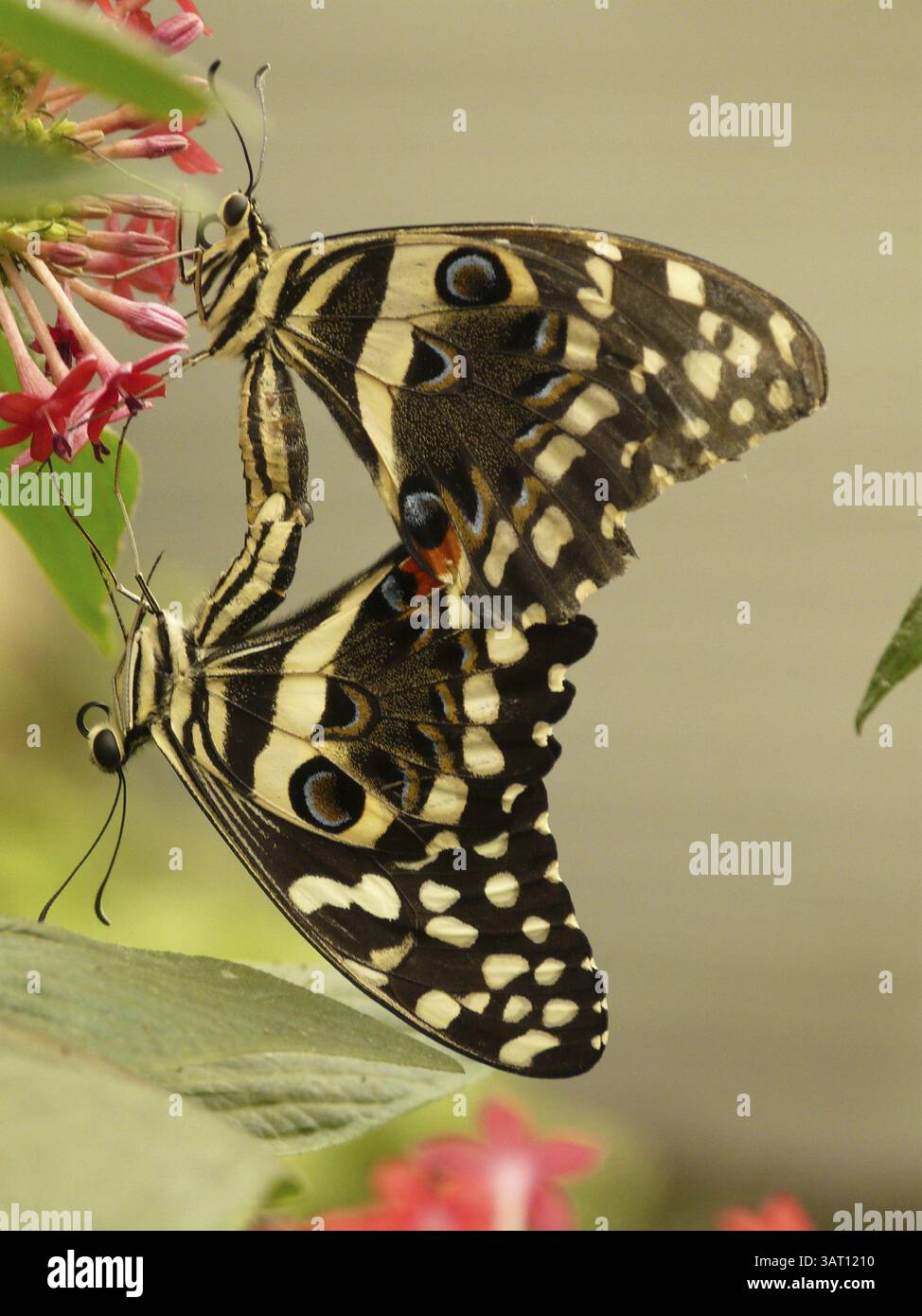 Many butterflies one different hi-res stock photography and images - Alamy