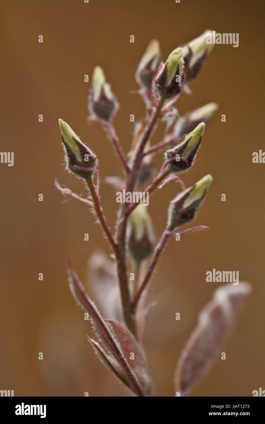 Inflorescences of the rock pear, Amelanchier Stock Photo - Alamy