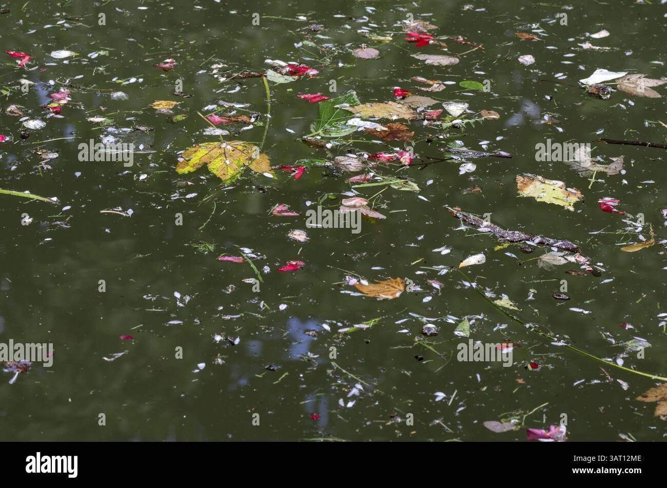 Polluted lake water Stock Photo - Alamy