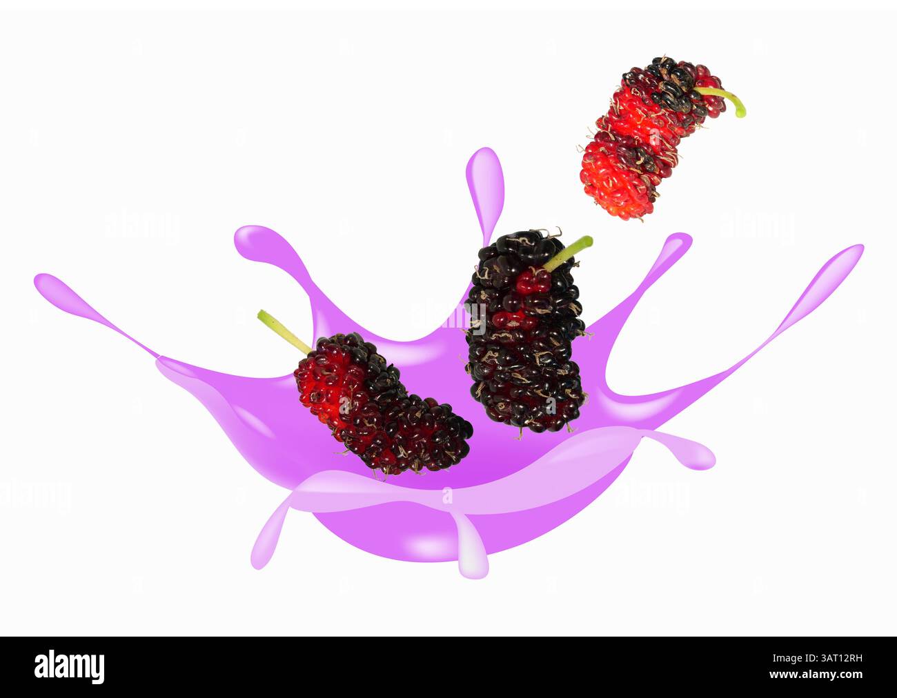 Purple and red color mulberry interacting with fruit juice splashing ...
