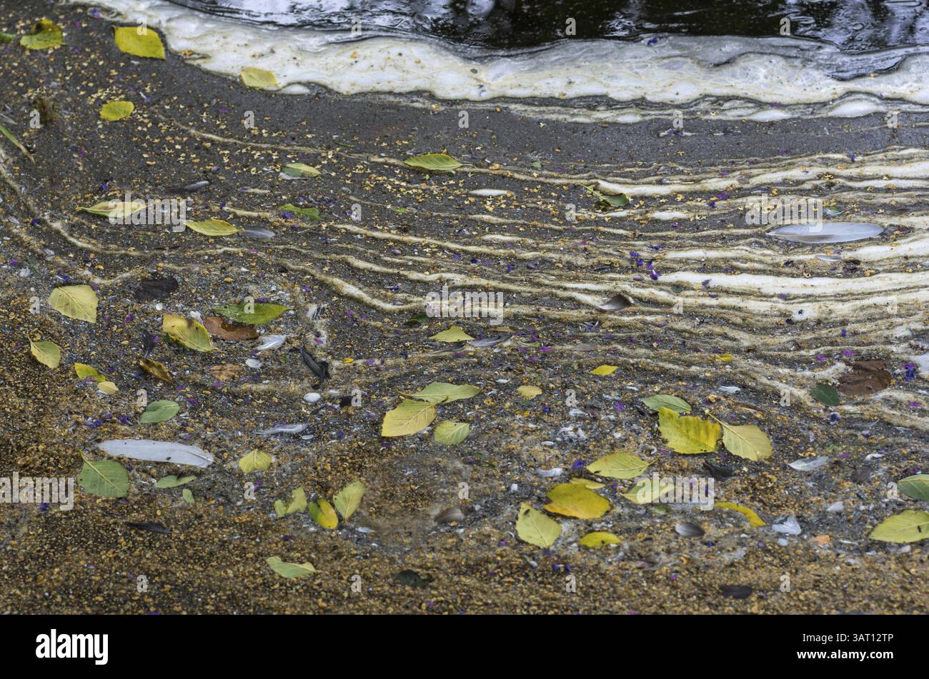 Polluted lake water Stock Photo - Alamy