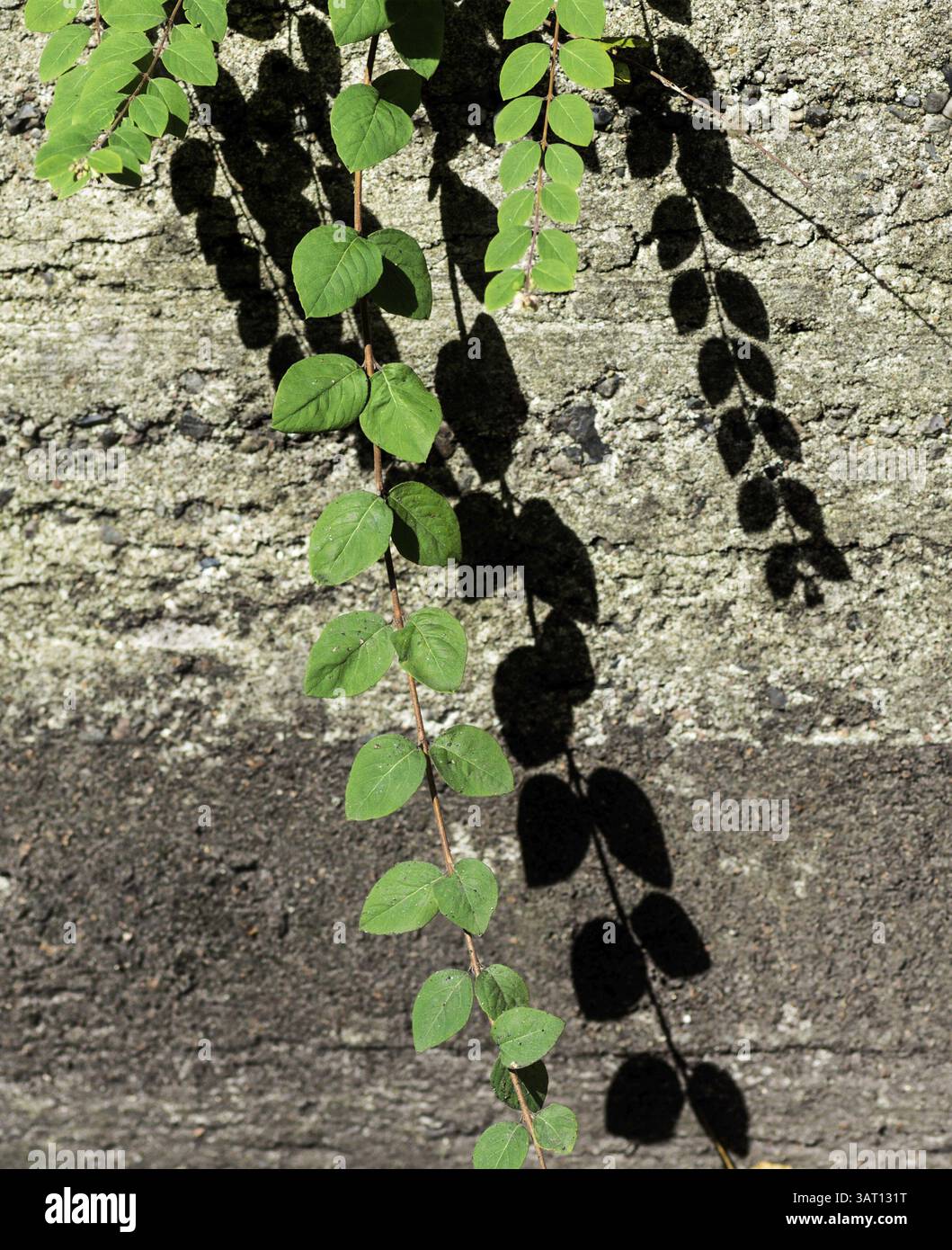 Cast concrete leaf leaves hi-res stock photography and images - Alamy
