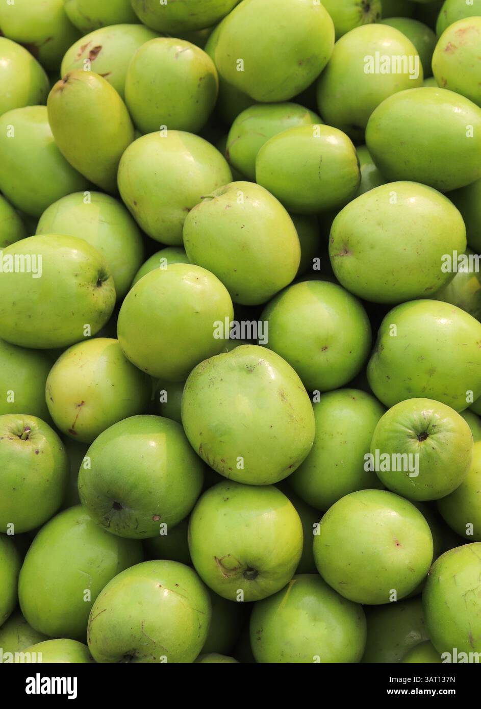 Green Jujube backgrounds. Fresh and delicious Indian jujube fruits ...