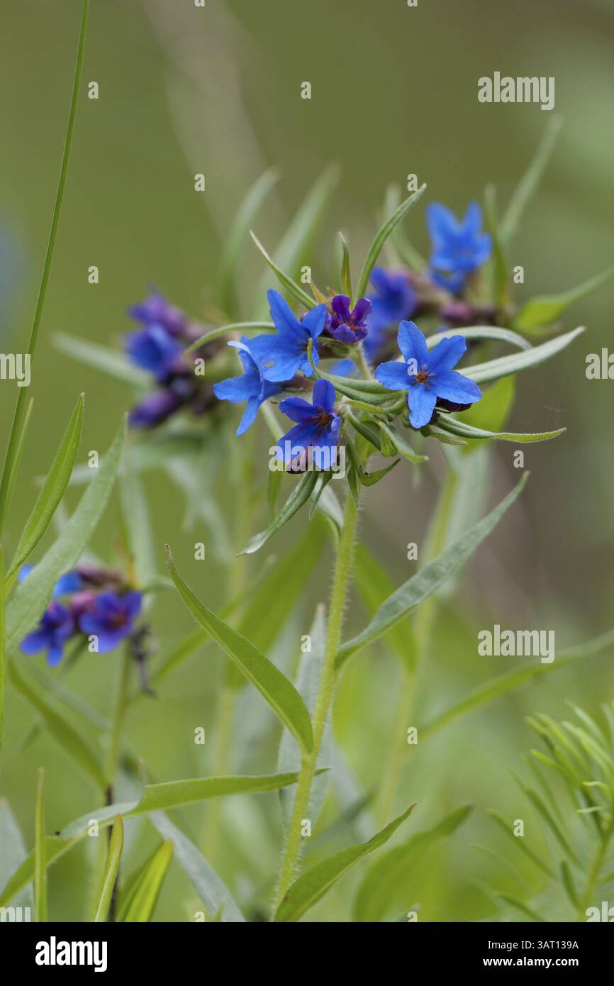 Purple Gromwell Buglossoides purpurocaerulea Stock Photo - Alamy