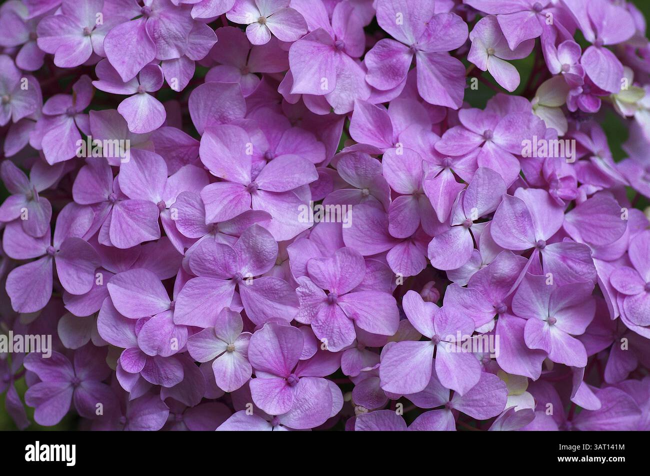 Hydrangea macrophylla in bloom hi-res stock photography and images - Alamy