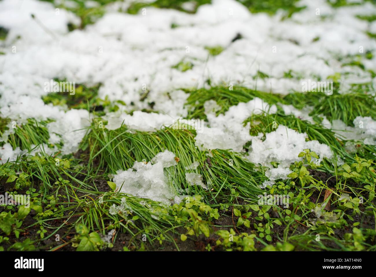 Green grass under a large layer of snow Stock Photo - Alamy