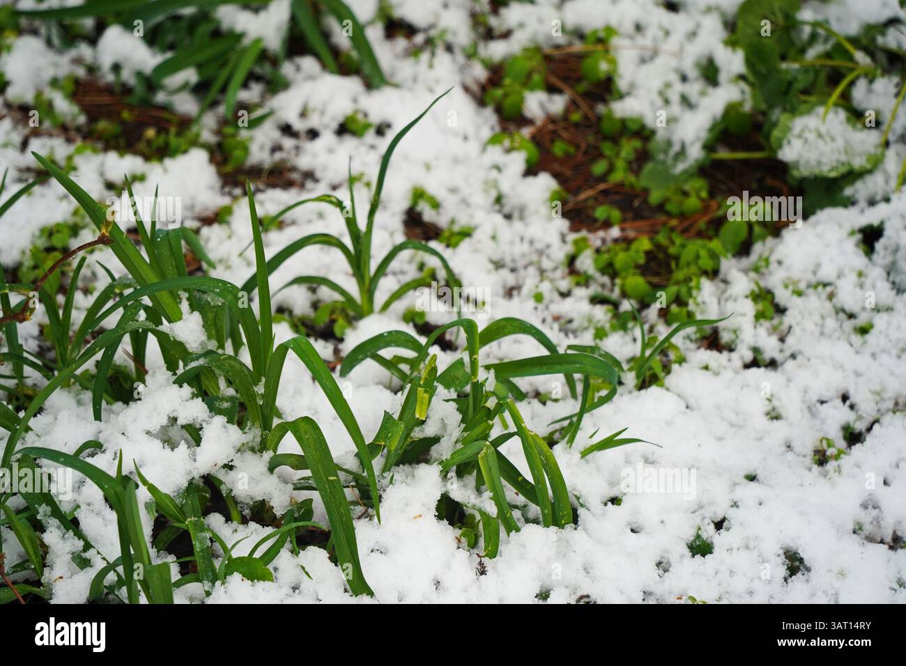 Green grass under a large layer of snow Stock Photo - Alamy