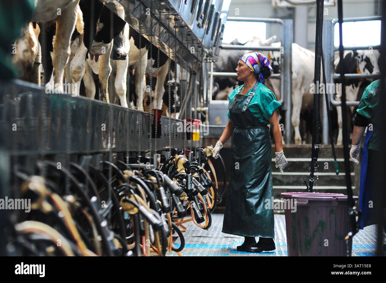Workers milk cows at a dairy factory Stock Photo - Alamy