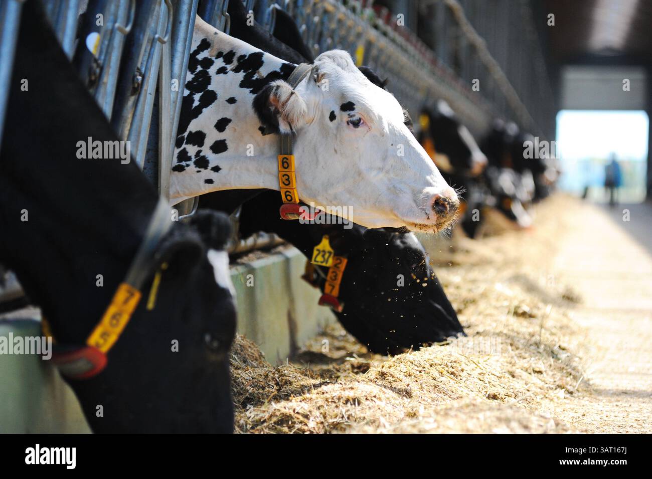 Cows in special stalls at the factory Stock Photo - Alamy