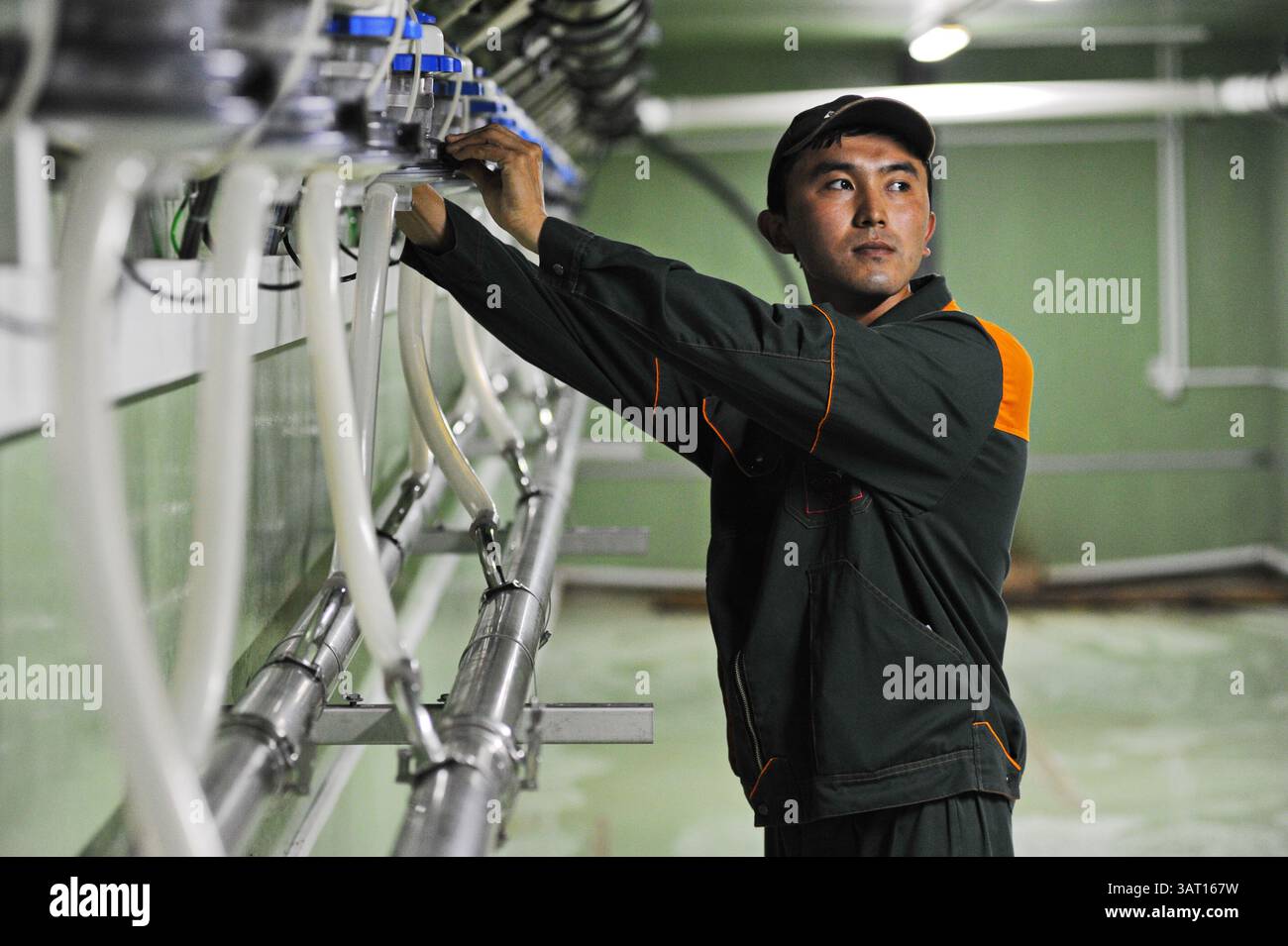 Pipes for processing and pasteurization of milk at the factory Stock ...
